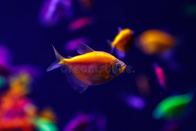 Macro Beautiful Fish Glo Tetra Fish Danio Rerio Stock Image - Image of ...