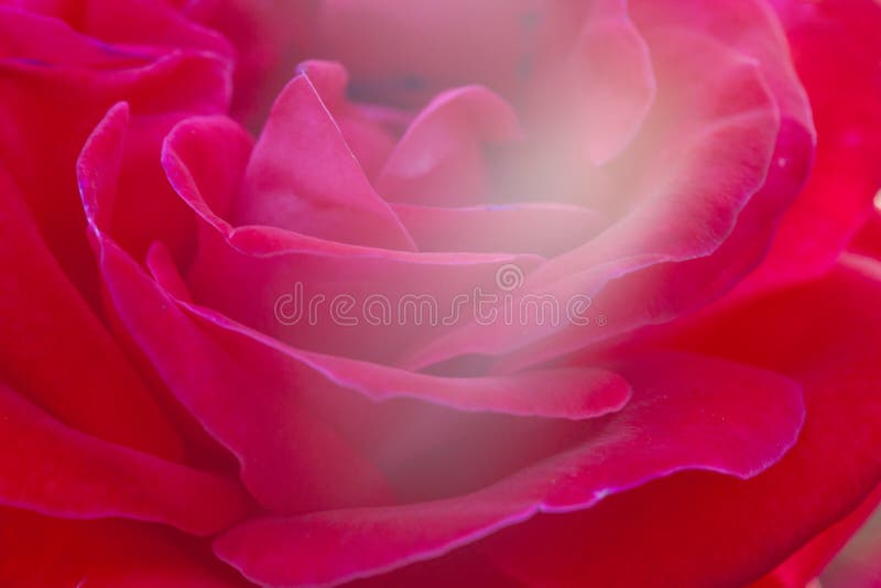 Gentle Red Pose Background with Sunlight Glare Stock Photo - Image of ...