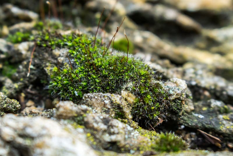 Macro Beautiful Green Moss, Rocks Full of the Moss Texture in Nature ...