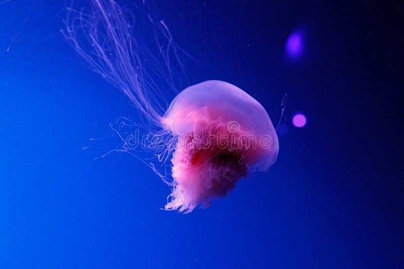 Macro of a Beautiful Jellyfish Cyanea Capillata Stock Image - Image of ...