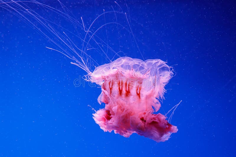 Macro of a Beautiful Jellyfish Cyanea Capillata Stock Image - Image of ...