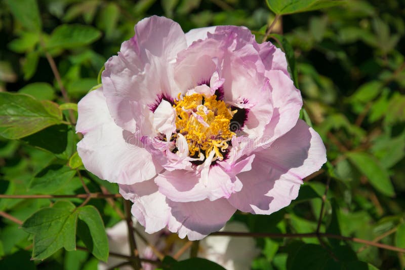 Macro of Beautiful Paeonia Rockii Flower Stock Photo - Image of leaf ...