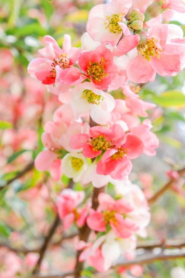 Macro of Beautiful Red Sakura. Cherry Blossom in Springtime Stock Photo ...