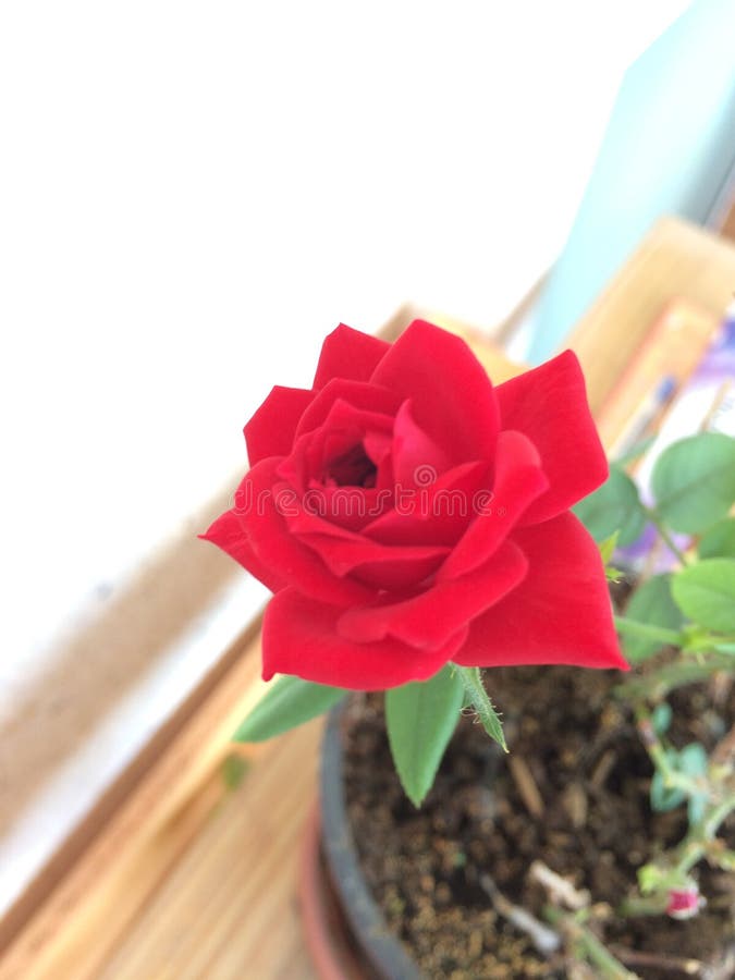 Little rose blooming. stock image. Image of flower, beautiful - 136505927