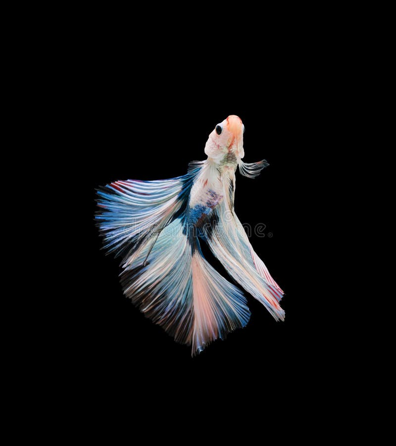 Macro the Beautiful Small Siam Betta Fish with Black Isolate Background ...