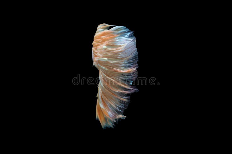 Macro the Beautiful Small Siam Betta Fish with Black Isolate Background ...