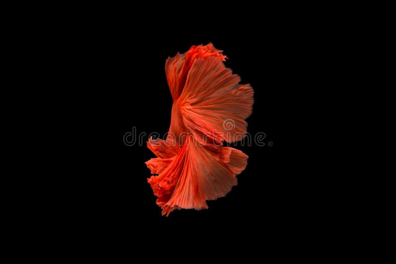 Macro the Beautiful Small Siam Betta Fish with Black Isolate Background ...