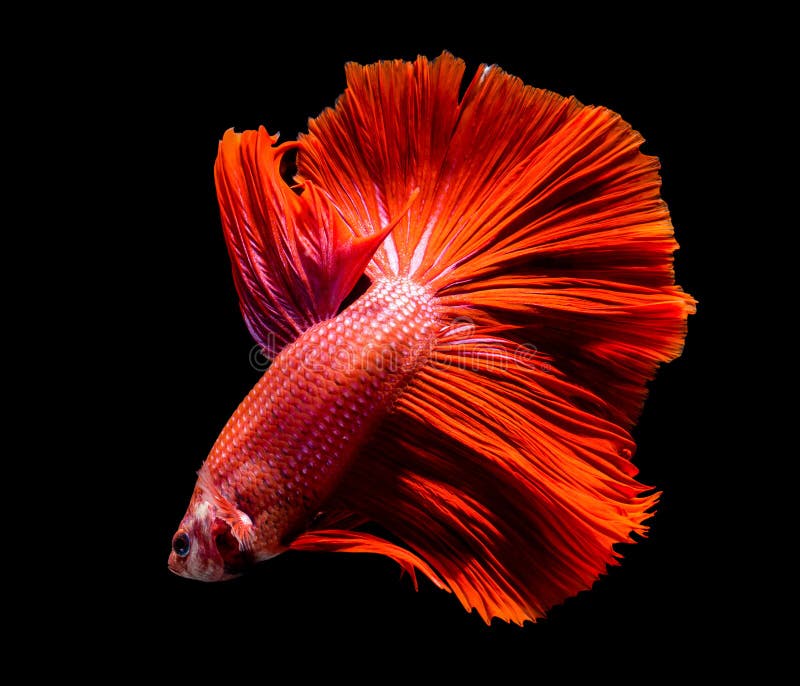 Beautiful Red Fighting Fish Stock Image - Image of beauty, macro: 61520505