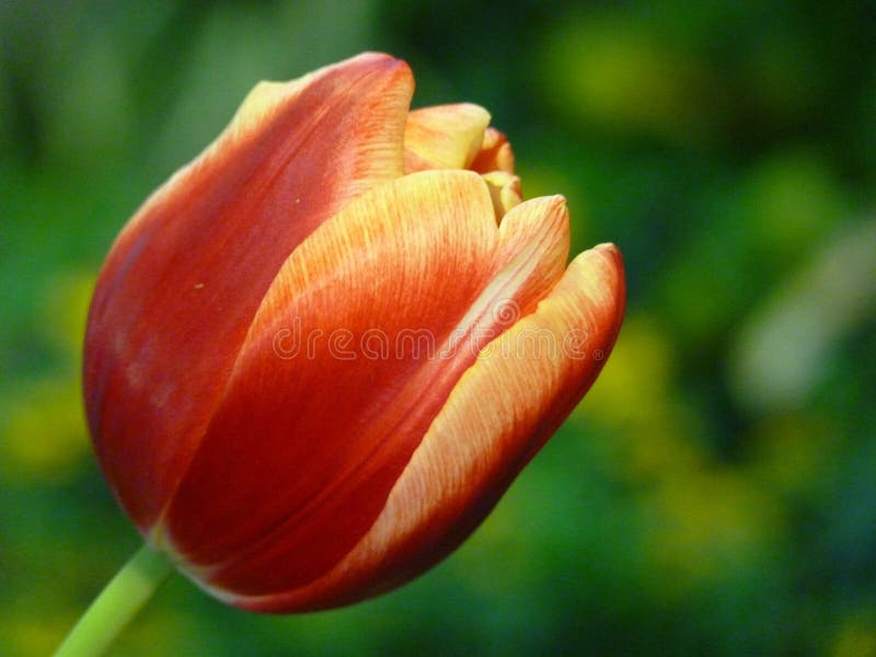 Macro of a beautiful tulip stock photo. Image of nature - 201940026