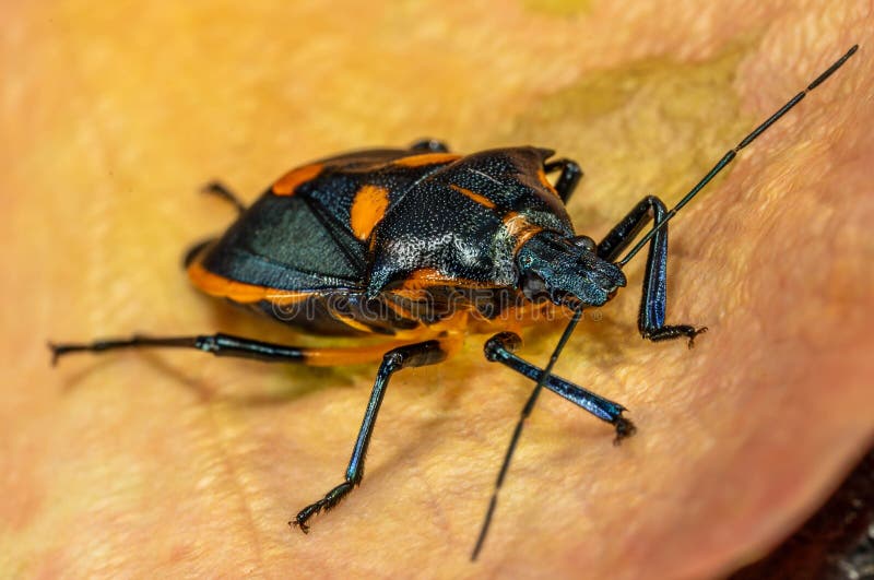 Stink bug family stock photo. Image of colored, rose - 292066248