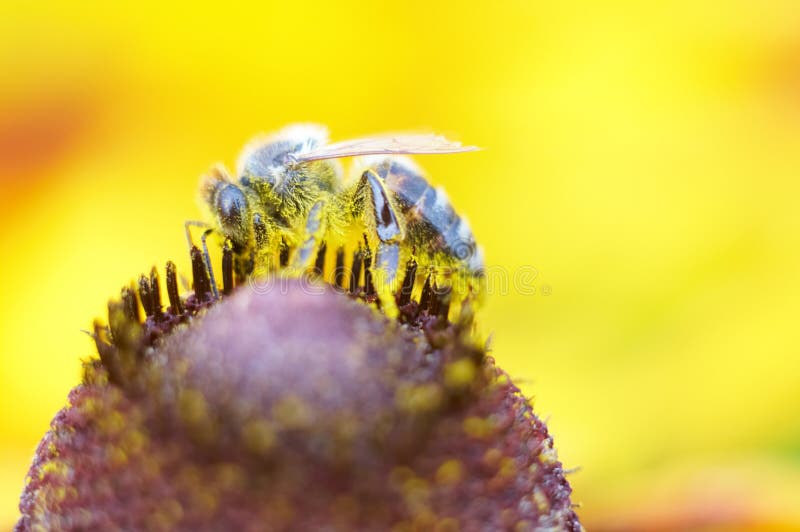 Macro bee stock photo. Image of profile, nature, closeup - 15147376