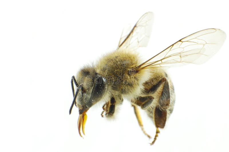 Macro Bee 2 stock photo. Image of compound, honey, nature - 10052938
