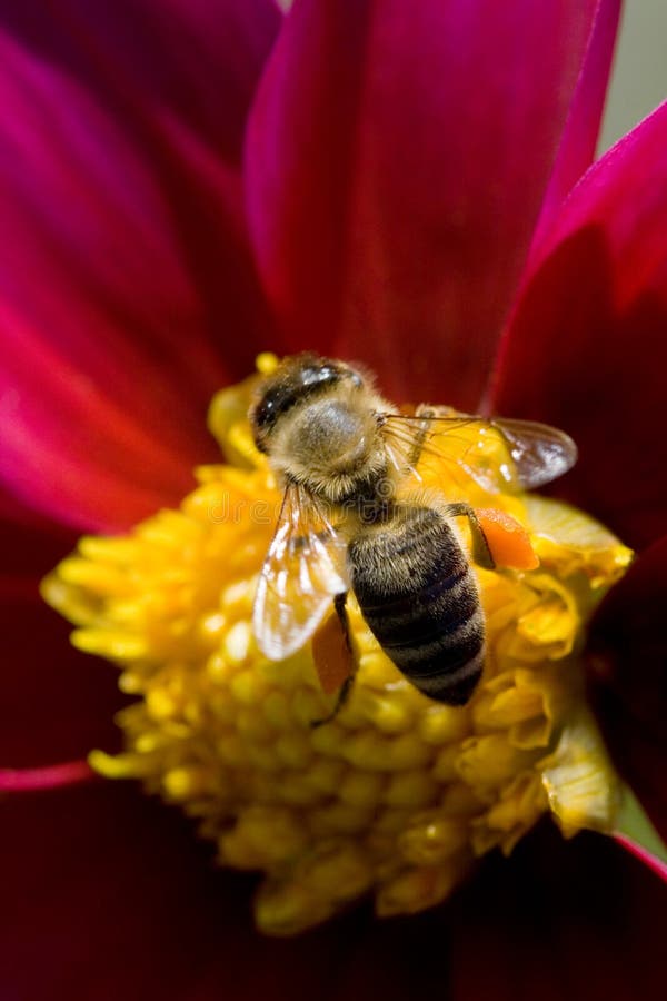 Macro bee stock image. Image of wings, pollination, flight - 22227757