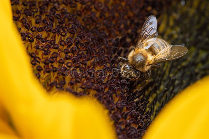 Macro of Bee Feeding from Sunflower Nectar Stock Image - Image of ...