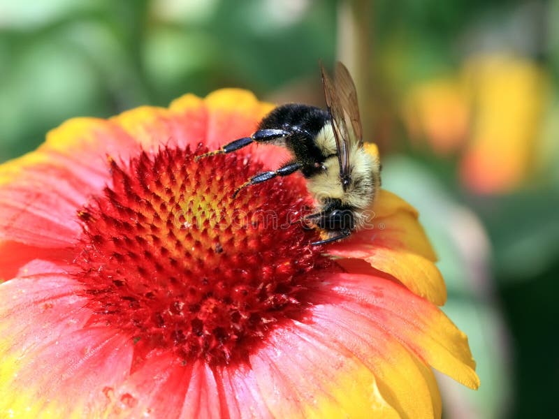 Macro bee on the flower stock image. Image of floral - 10717777