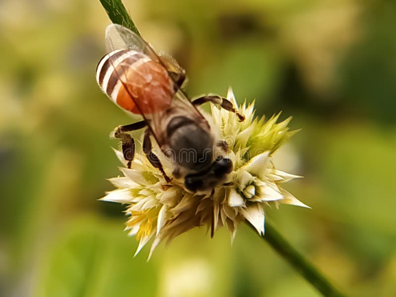 Macro of Bee on flower stock photo. Image of garden - 202605148