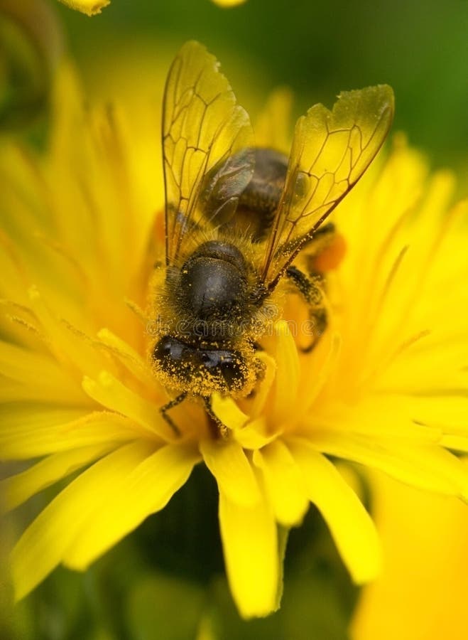 Macro bee on a flower stock image. Image of spring, nature - 42833265