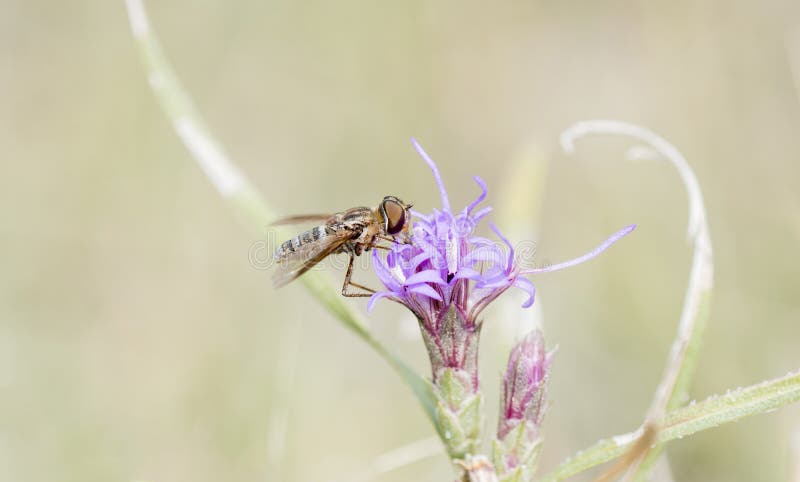 Macro of Bee Fly Perched on Flower Getting Nectar Stock Photo - Image ...
