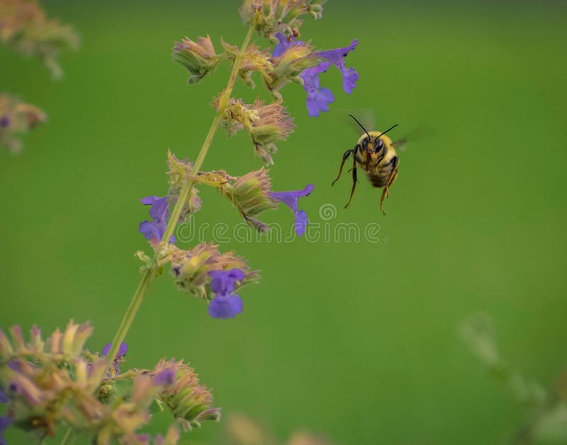 Macro of a Bee Flying Near a Blue Flower Stock Image - Image of ...