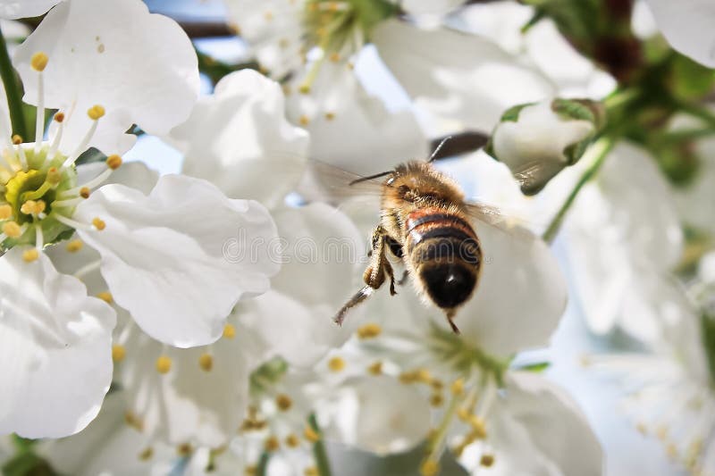 Macro of a Bee Flying Up To a Blossom Stock Image - Image of branch ...