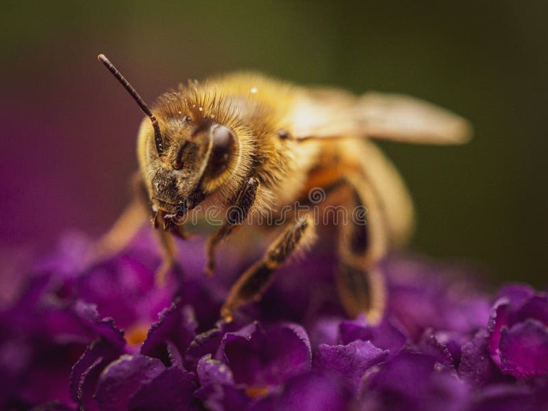 Macro of a Bee on the Purple Flower Stock Image - Image of eyes, detail ...
