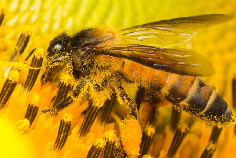 Macro Bee on Sunflower, Macro Insect Stock Photo - Image of orange ...