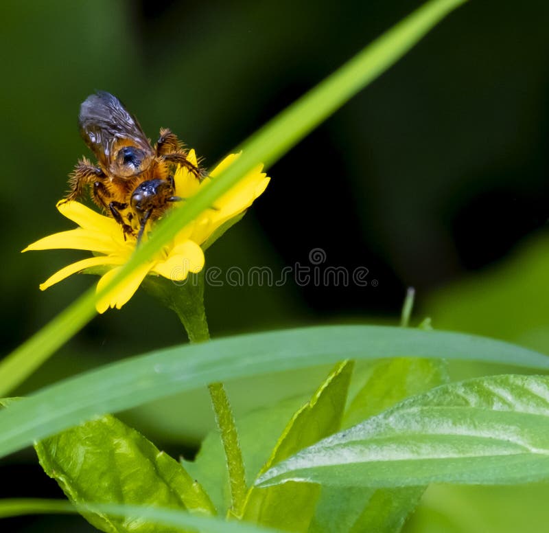 Macro Bee on Yellow Flower with Green Leaves and Black Background Stock ...