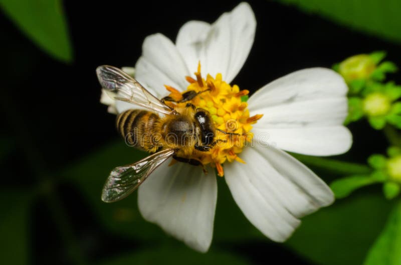 Bee on white flower stock photo. Image of insect, closeup - 130653284