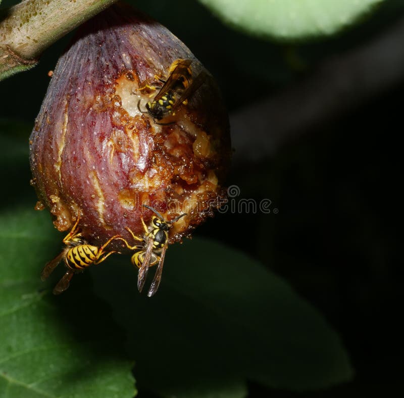Macro of Bees Gathered on a Juicy Fruit on a Tree Stock Image - Image ...