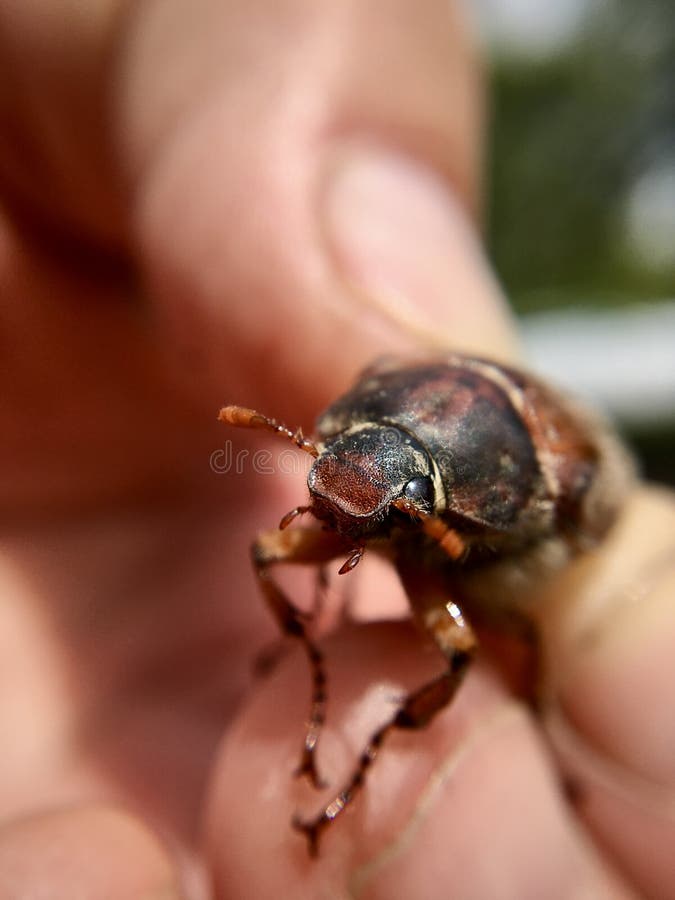 Macro beetle stock photo. Image of hand, macrophoto - 189901030