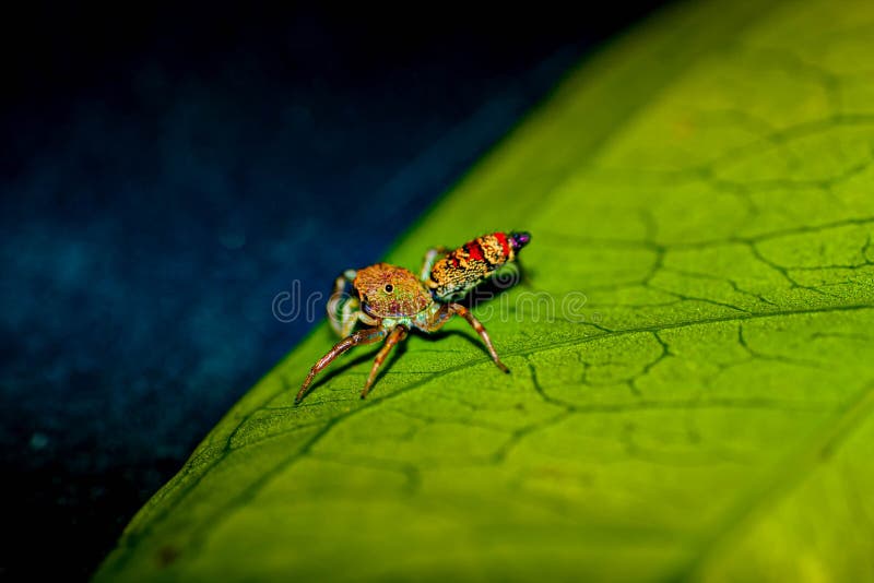 Macro the Best Shot of Jumping Spider Stock Photo - Image of domestic ...