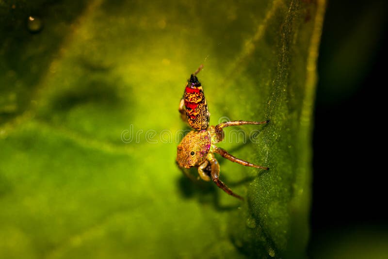 Macro the Best Shot of Jumping Spider Stock Photo - Image of arachnid ...