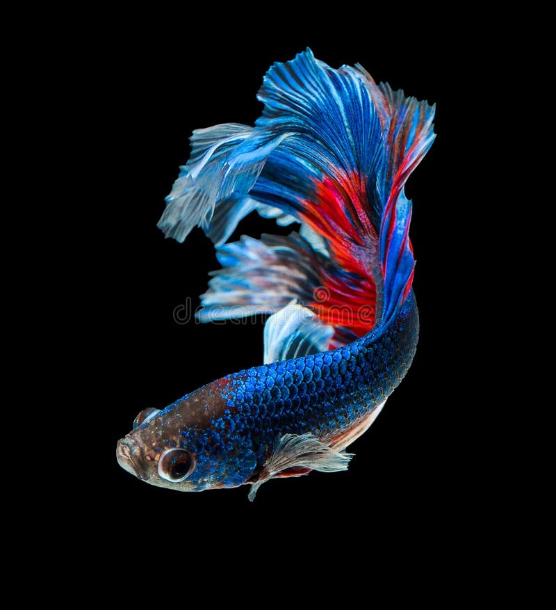 Macro Red&blue Siam Fish Stock Image - Image of color, swim: 61520815