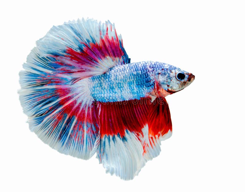 Macro Betta fish of siam stock image. Image of isolated - 61520687