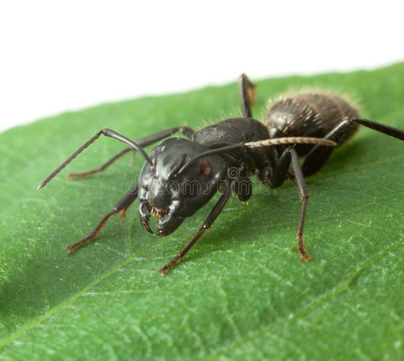 Macro of big ant on leaf stock image. Image of fauna - 31101403