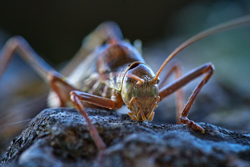 Macro of a big cricket stock photo. Image of black, wing - 200967272