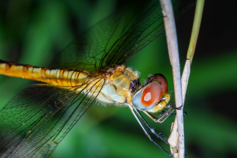 Macro Big Dragonfly on Stick Bamboo in Forest at Thailand Stock Image ...