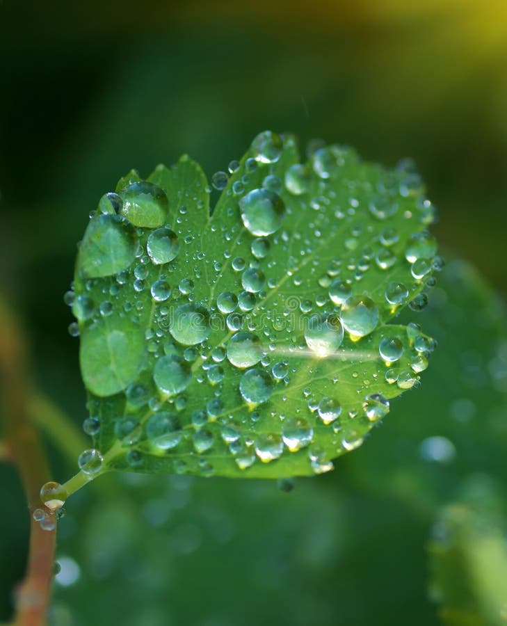 Macro of big drop. stock image. Image of nature, droplet - 27063747