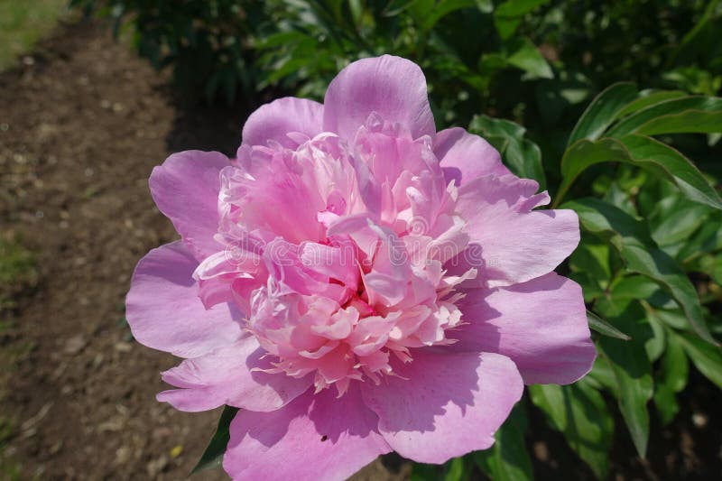 Macro Pink Flower Common Peony June Stock Photos - Free & Royalty-Free ...