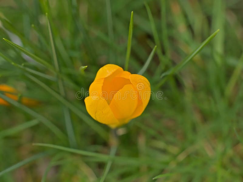 Macro of a Bight Yellow Crocus Flower Stock Photo - Image of yellow ...