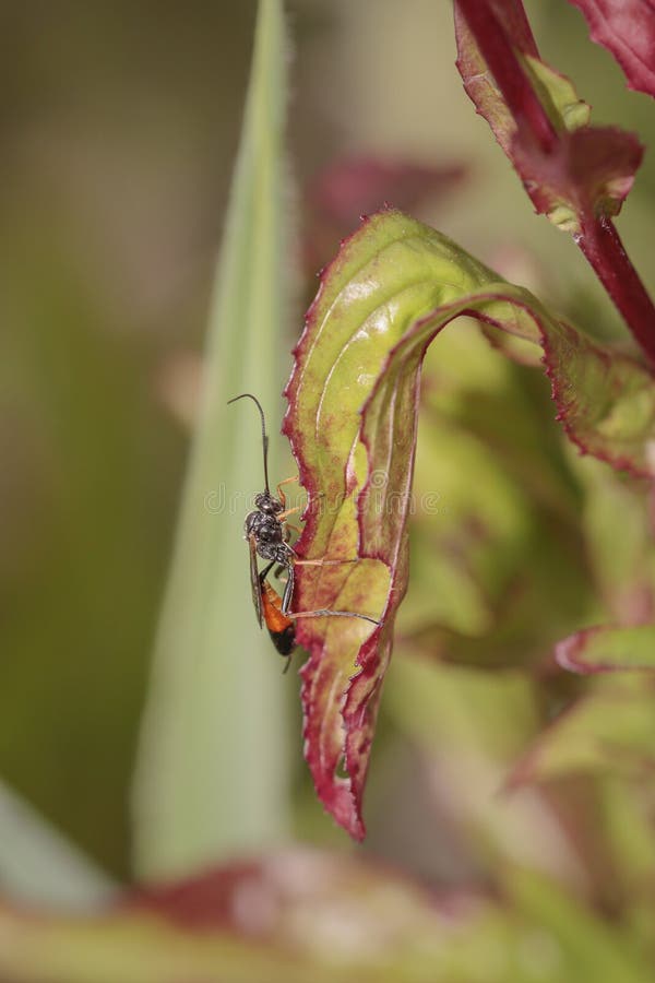 Red and black insect stock image. Image of macro, environment - 251059301