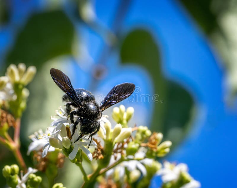 Macro of a Black Carpenter Bee Stock Photo - Image of animal, honeybee ...