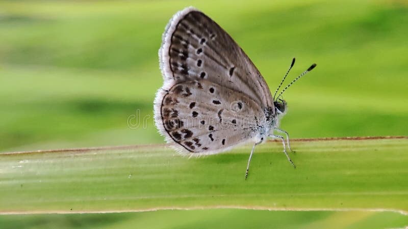 Macro Black and Grey Butterfly Resting on Green Leaf. Stock Image ...