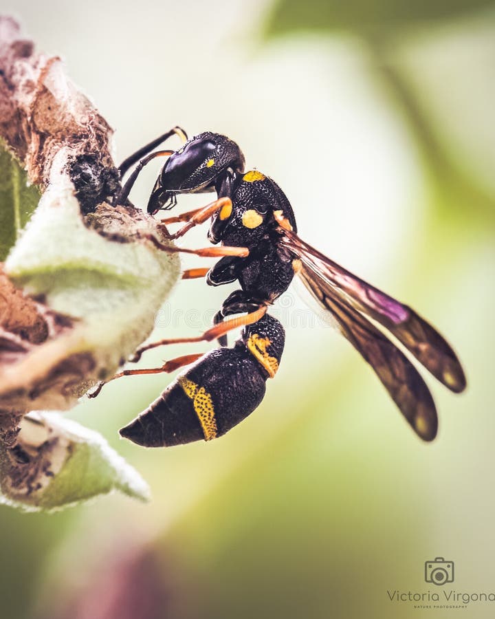 Yellow Potter Wasp