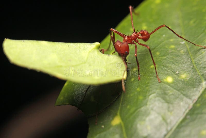 Macro of a leaf cutter ant stock image. Image of jungle - 263537943