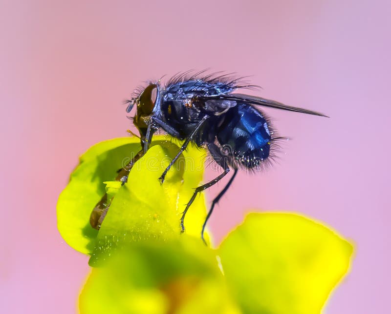 Macro Blauw Vliegend Insect Stock Afbeelding - Image of vlieg, haar ...