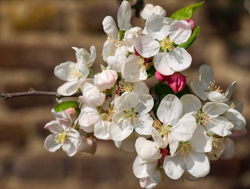 Macro of a Blooming Apple Tree in Spring Stock Image - Image of floral ...