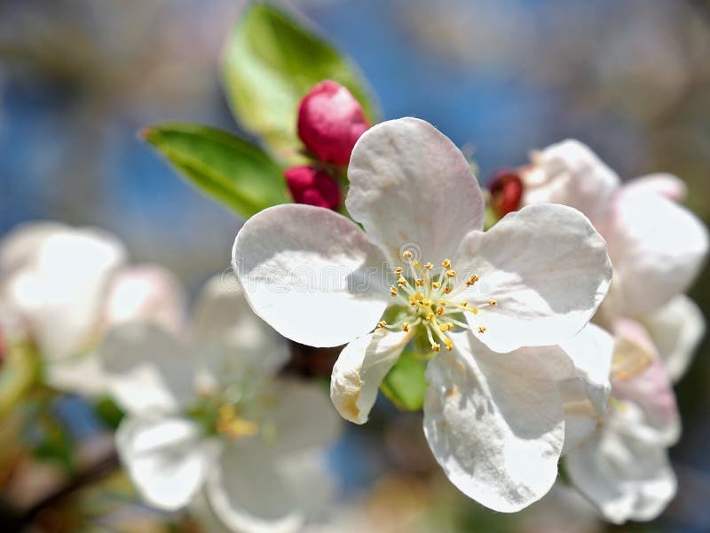 Macro of a Blooming Apple Tree in Spring Stock Image - Image of bouquet ...