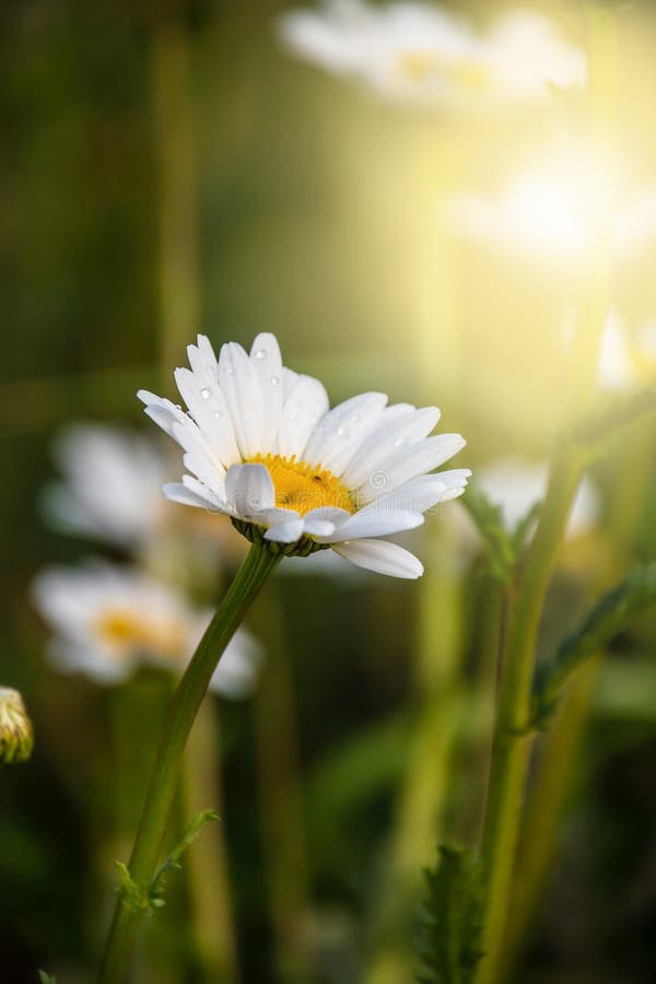 Macro of Blooming Beautiful White Daisy Flowers in the Summer Sun Stock ...