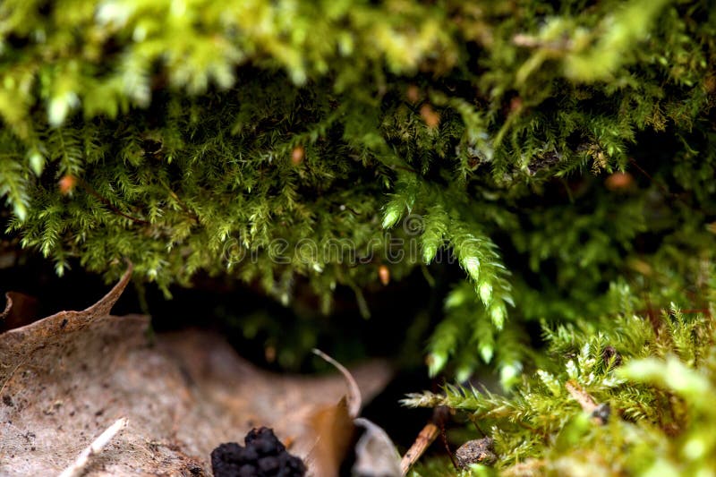 Macro of Blooming Moola, Moss in a Forest with Many Details Stock Image ...